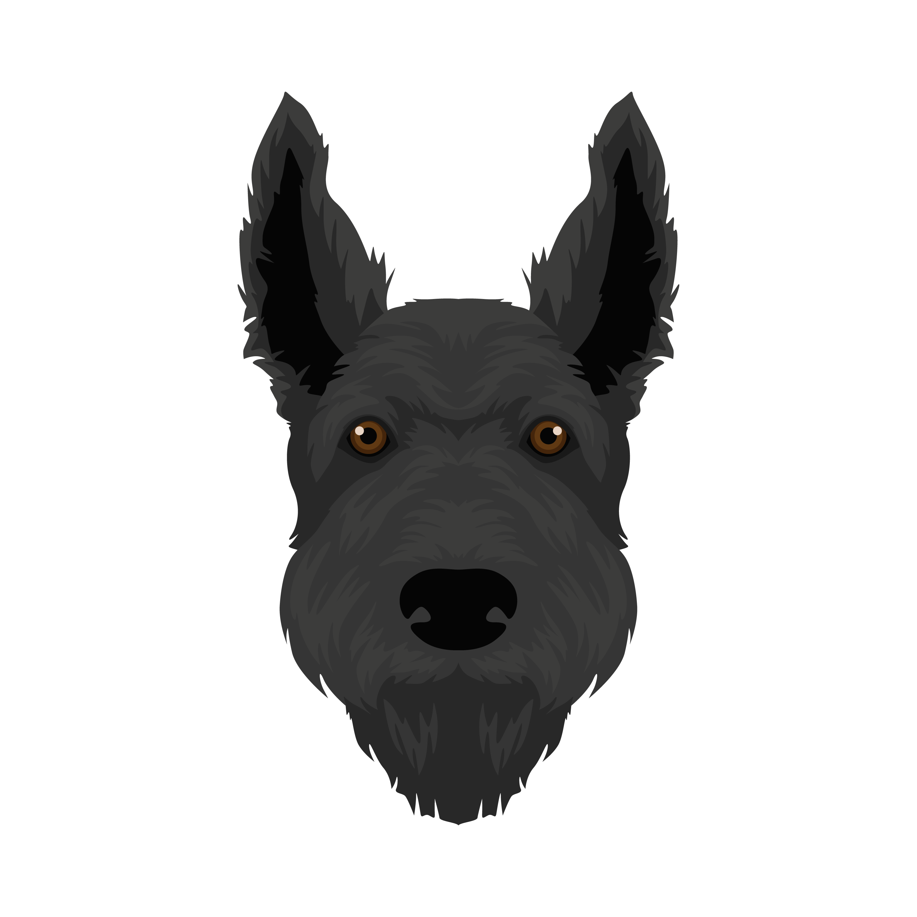 Scottish Terrier – Pooch Pawtners